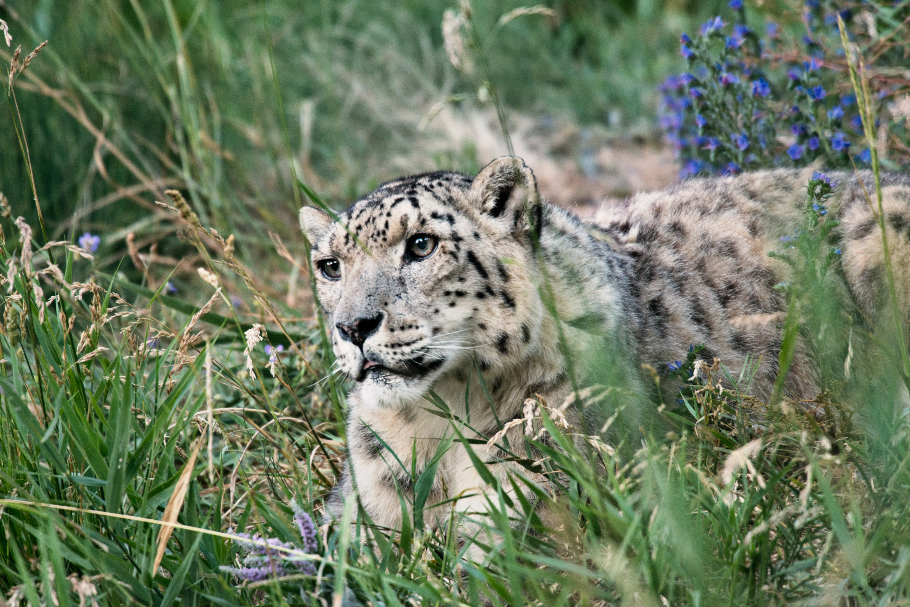 Communities united to protect snow leopards - Land of Snow Leopard